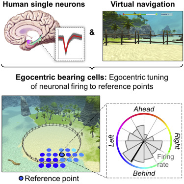 A neural code for egocentric spatial maps in the human medial temporal lobe | Bonn Spatial ...