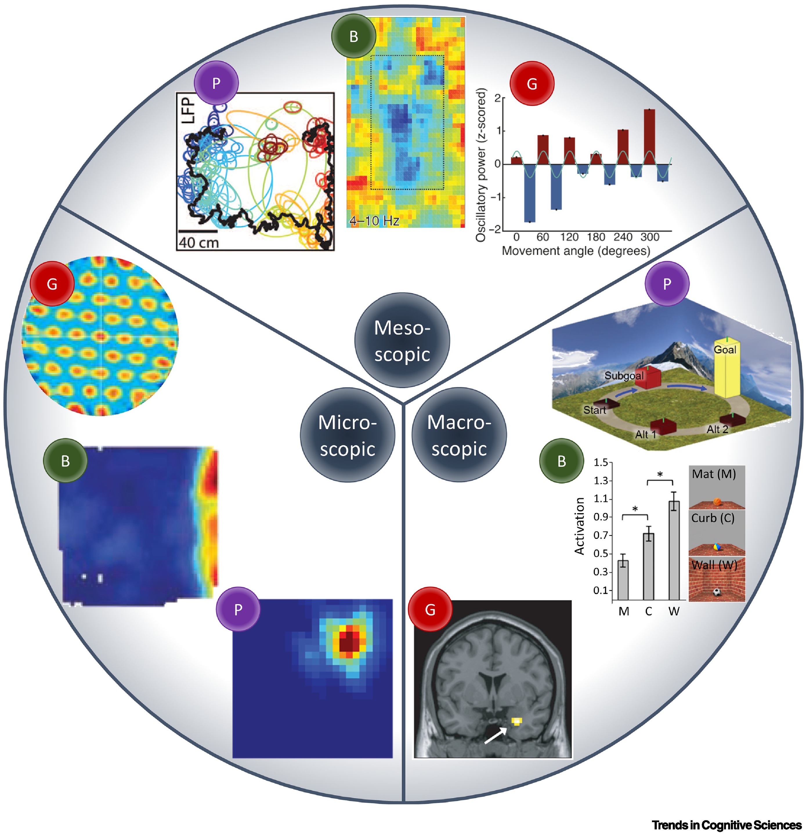 Mesoscopic Neural Representations in Spatial Navigation | Bonn Spatial Memory Lab